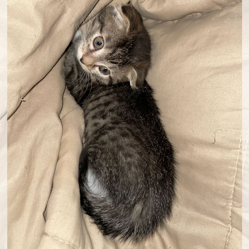 Шотландский вислоухий короткошёрстный котёнок