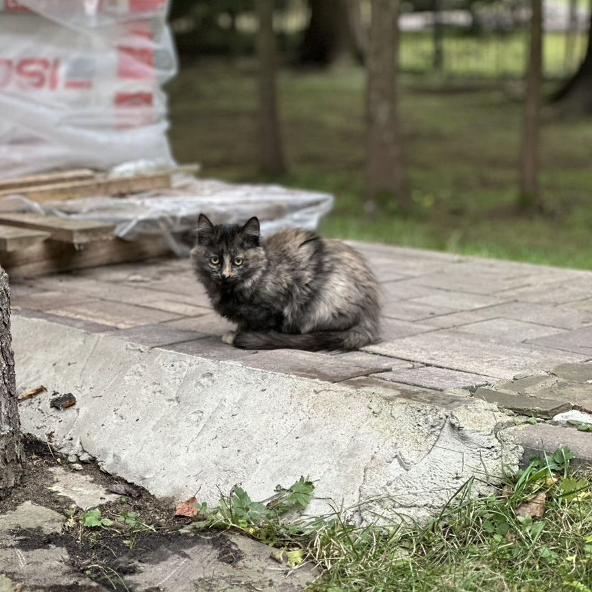 Кошечка, котенок в добрые руки
