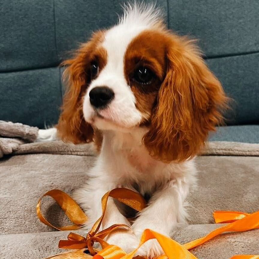 Кавалер кинг-чарльз-спаниель, щенок
