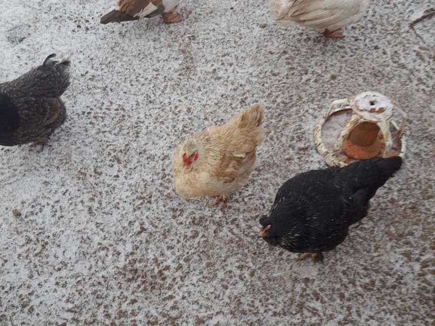 Куры,индоутки