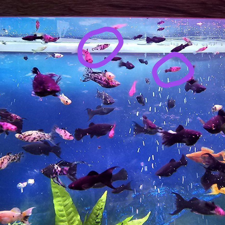 Мальки моллинезии