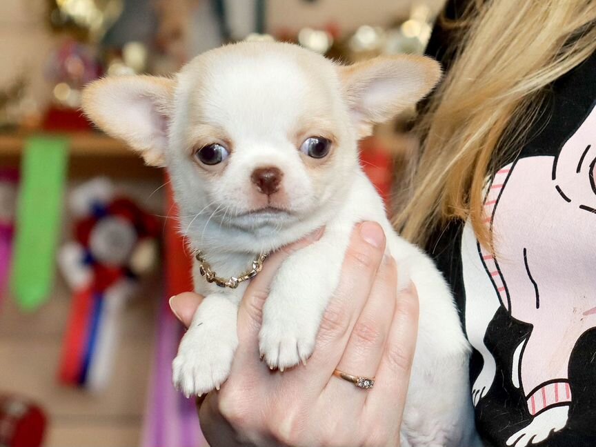 Матисс. Куpнocый чиxуахуа 3 месяца с дoстaвкой