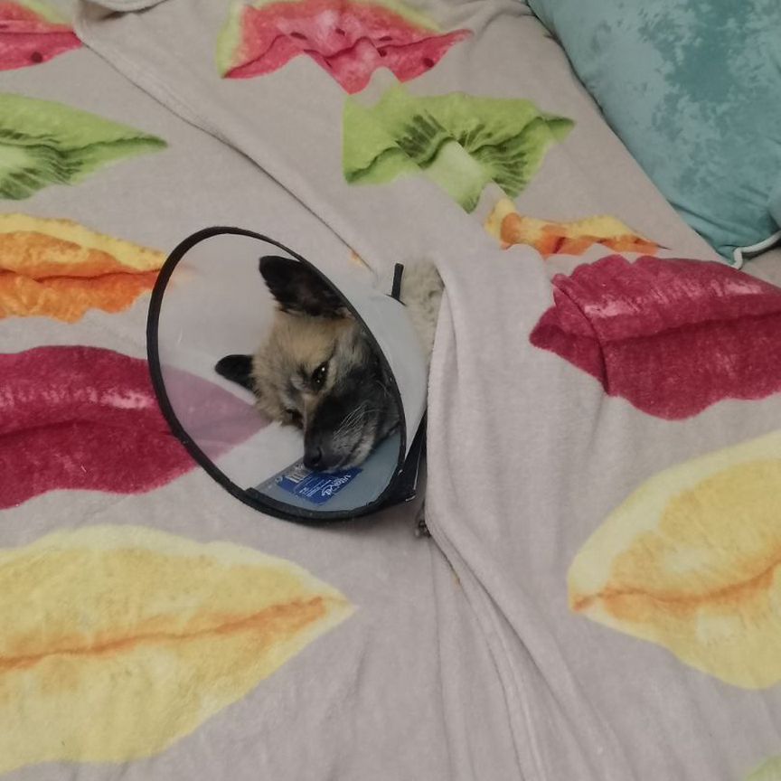 Собачке нужна помощь