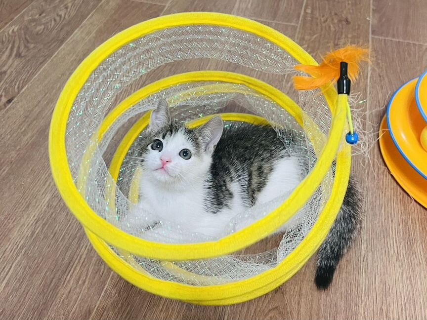 Котята в добрые руки