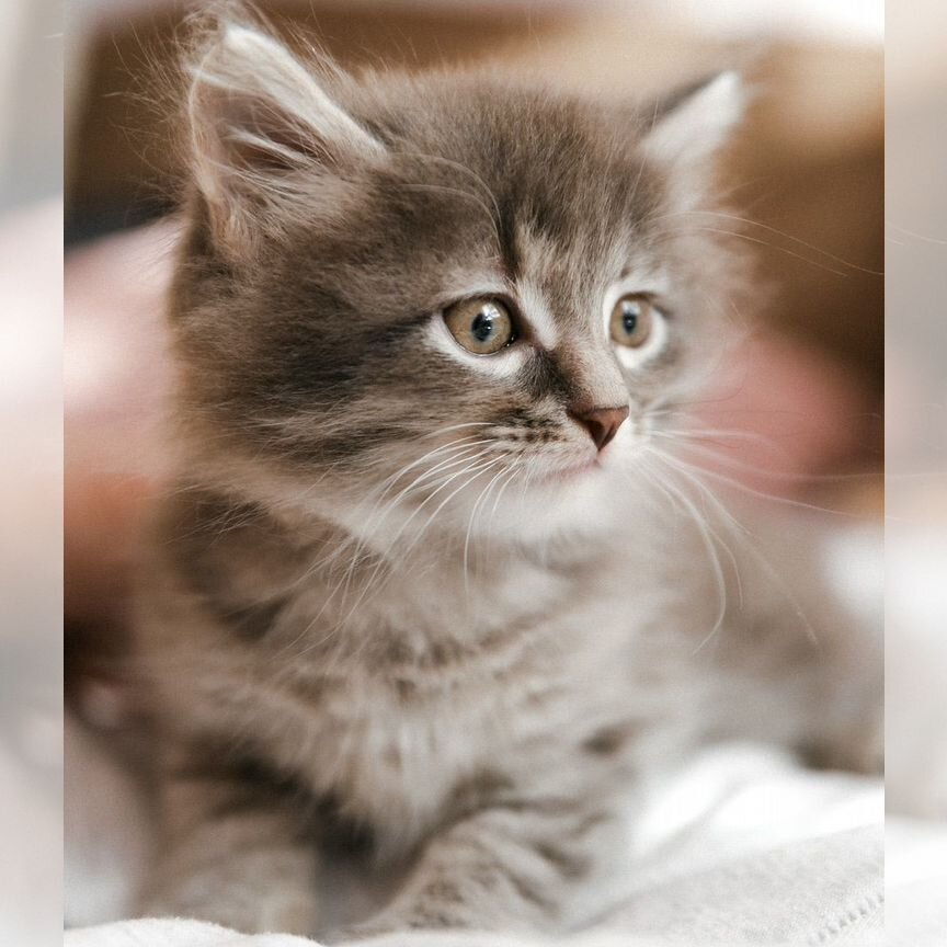 Котята