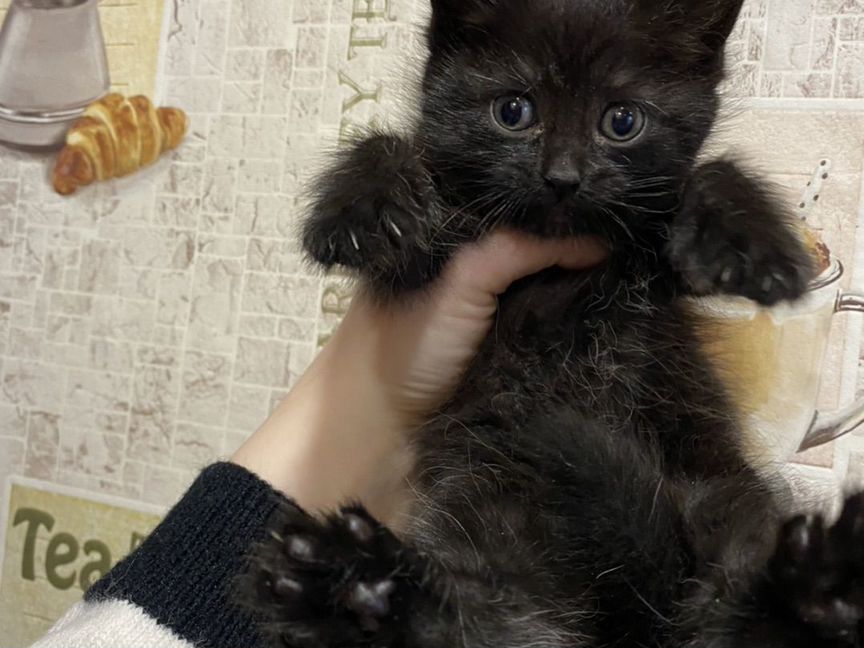 Котенок девочка