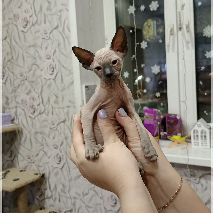 Донской сфинкс котёнок