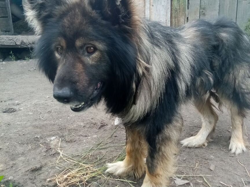 Собака в добрые руки пристраивается
