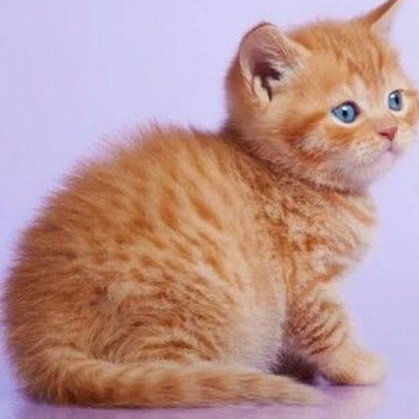 Британский короткошёрстный котёнок