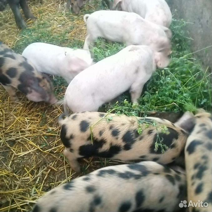 Поросенок ландрас