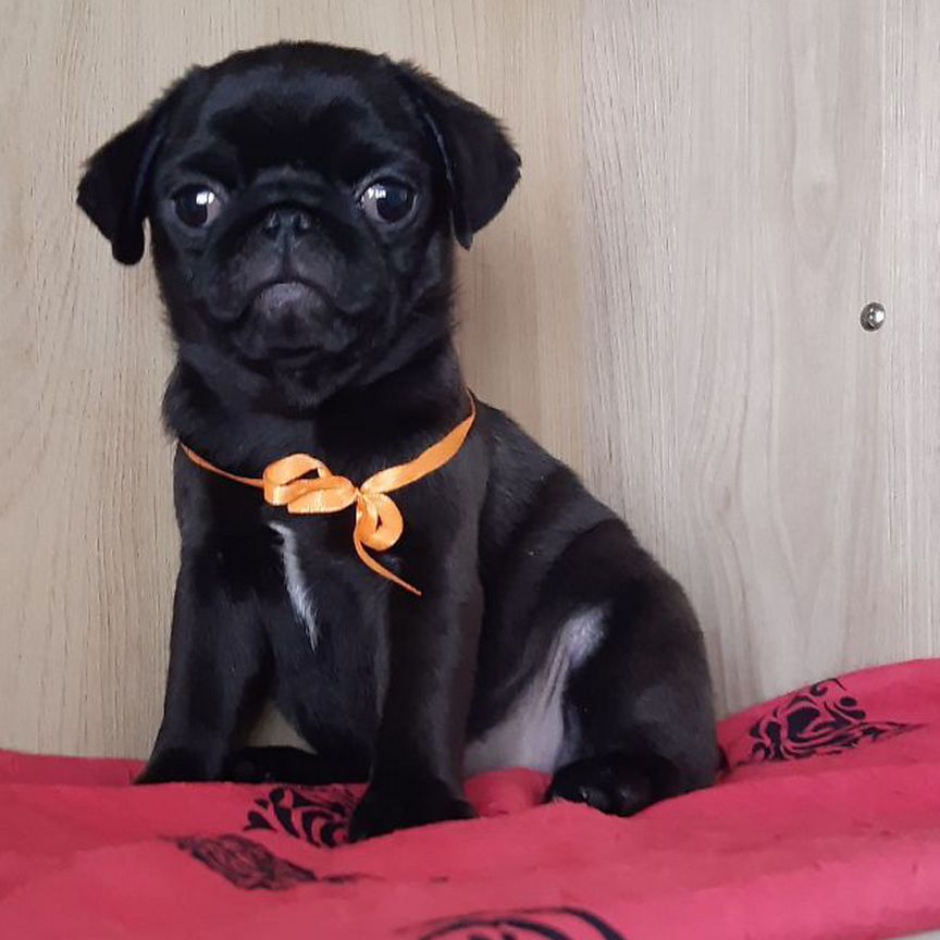 Чёрные жемчужинки с документами РКФ привиты