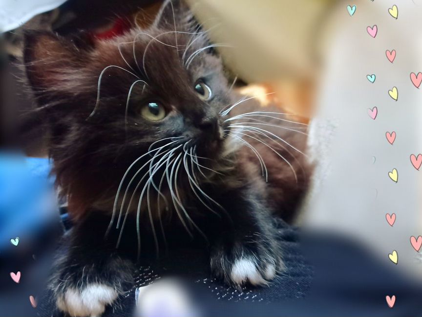 Котёнок коричневый мальчик, 1.5 месяца