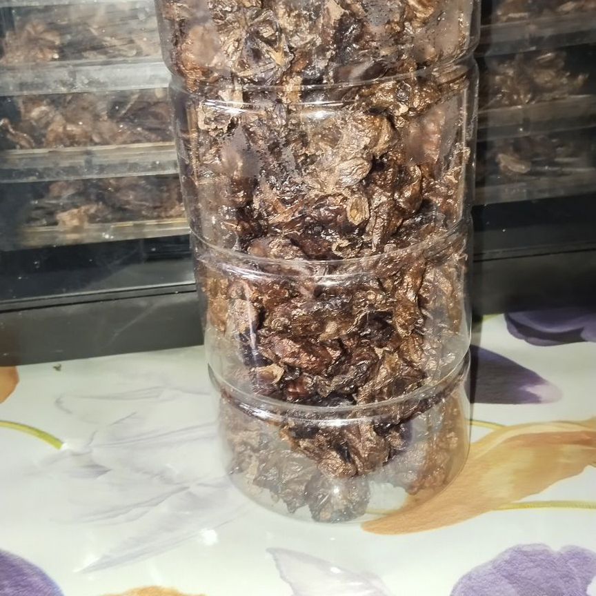 Лёгкое рубец трахея