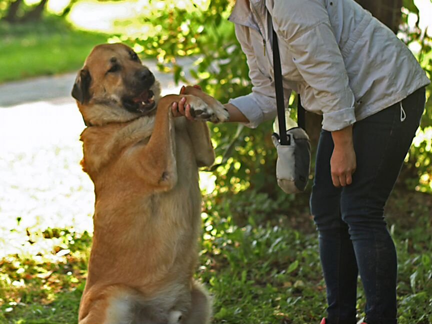 Благородный и красивый Портос ждет в приюте