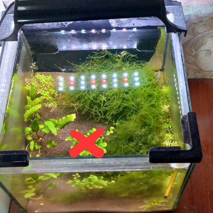 Аквариумные растения