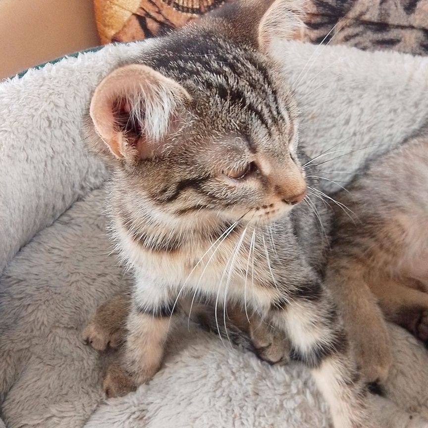 Котята отдам в добрые руки бесплатно