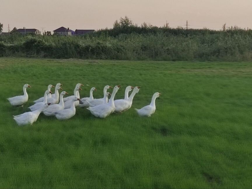 Гусята суточные