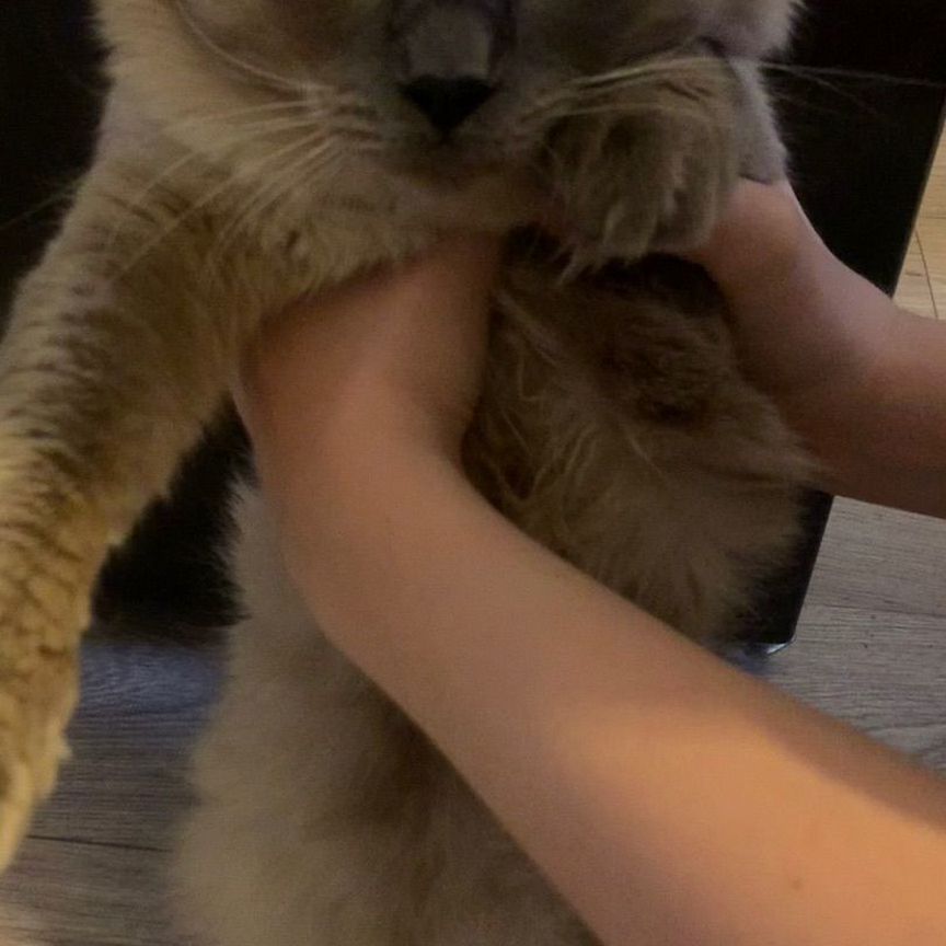 Котик на вязку