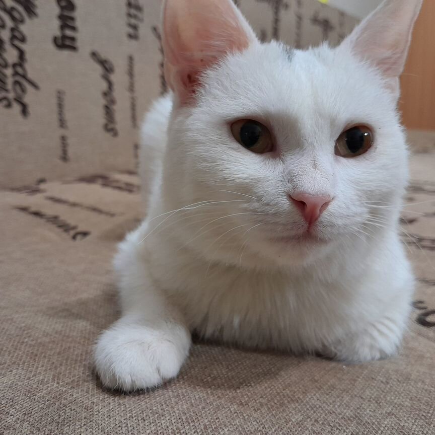 Отдам кота в добрые руки