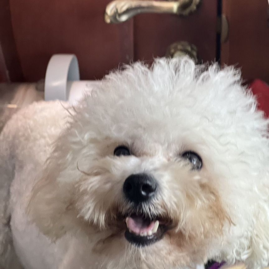 Потрясающий бишон 7м