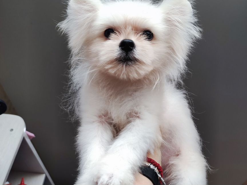 Мальтийская болонка + Шпиц