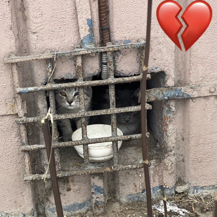 Котята хотят выжить