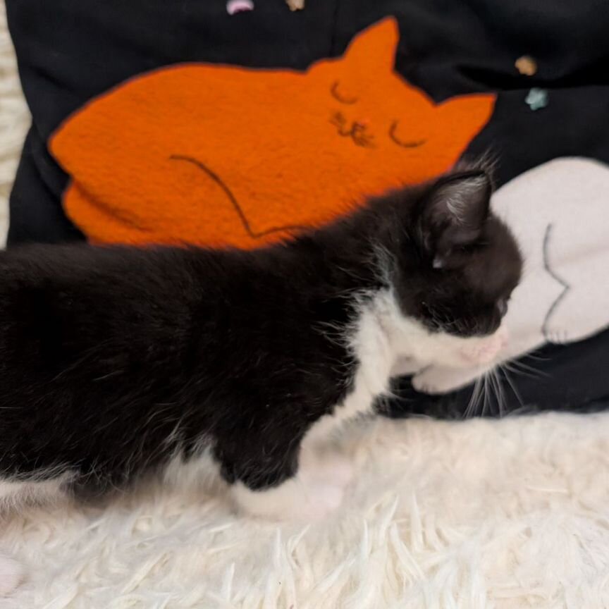 Котёнок в добрые руки