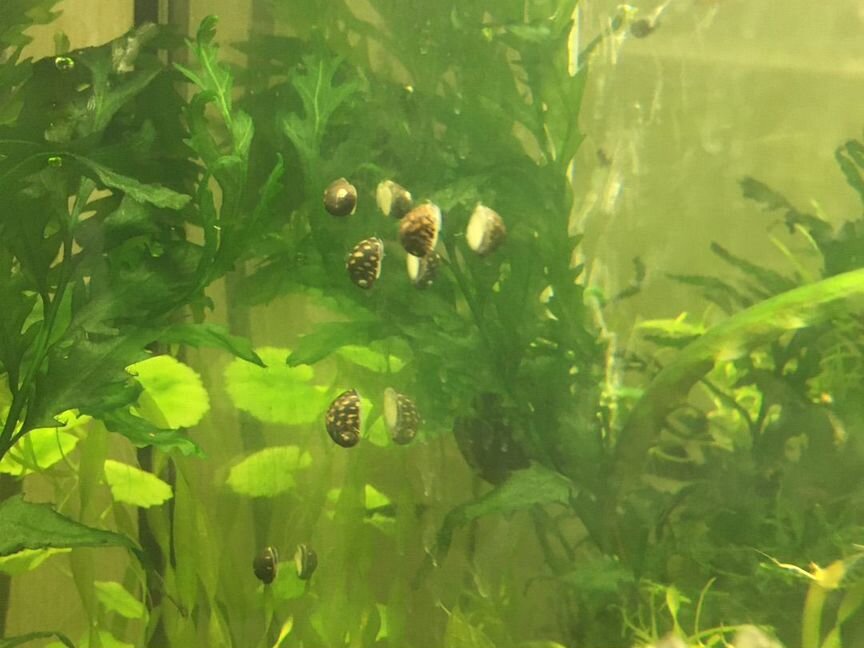 Теодоксус улитка