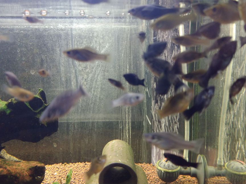 Моллинезия Велифера