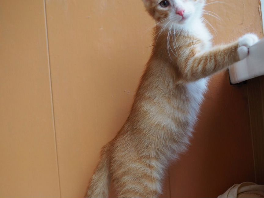 Рыжий тигренок в дар