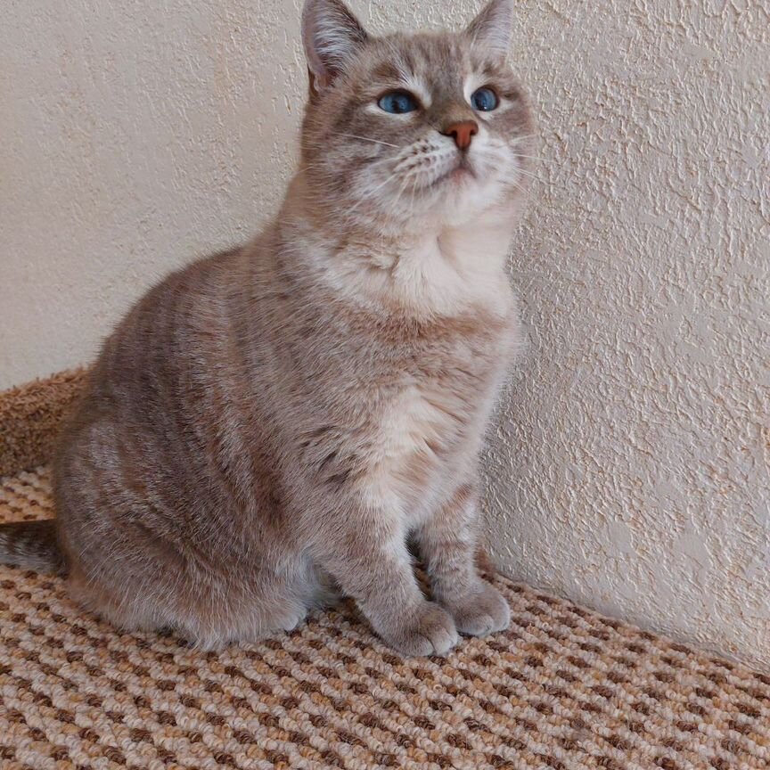 Кошечка Лия ищет дом