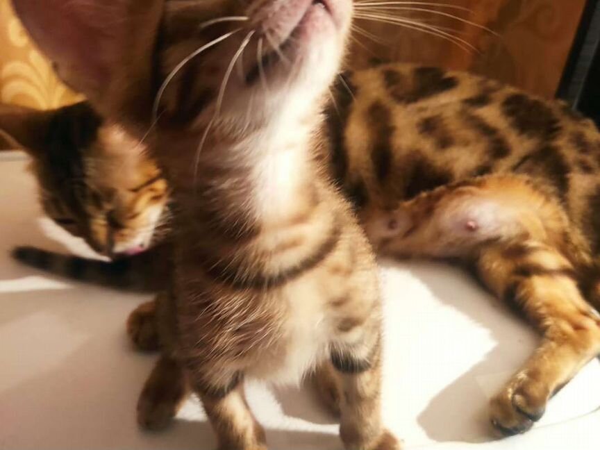 Бенгальская