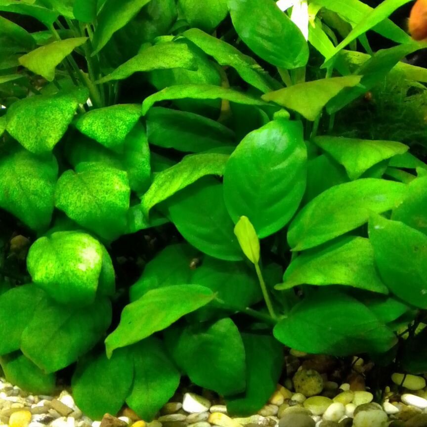 Анубиас нана