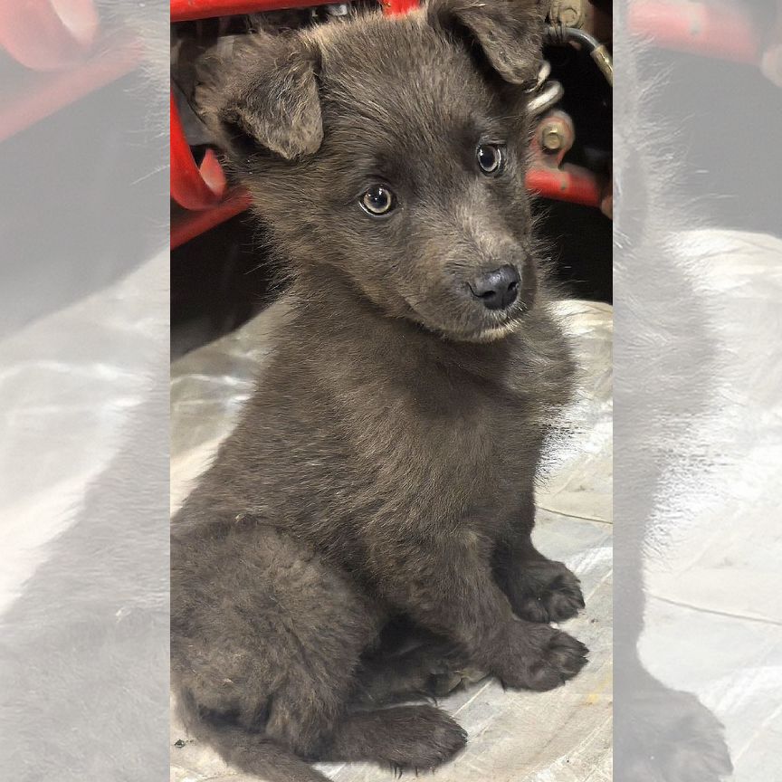 Щенок в добрые руки