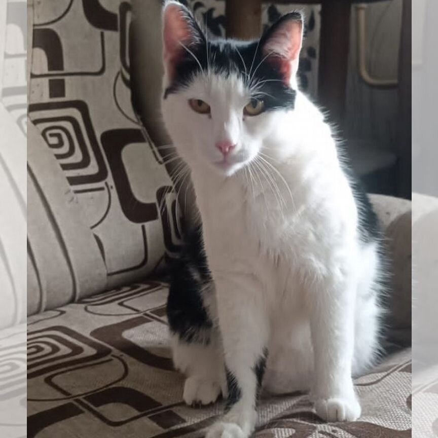 Кошечка ищет дом