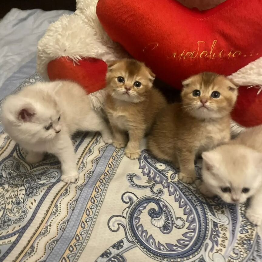 Шотландский вислоухий короткошёрстный котёнок