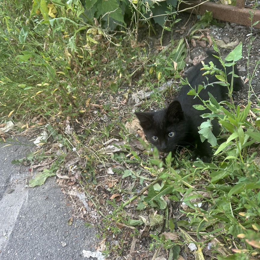 Котята и беременная кошка в добрые руки