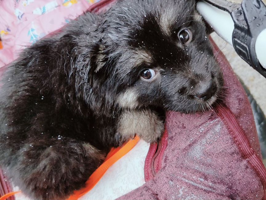 Щенок в добрые руки