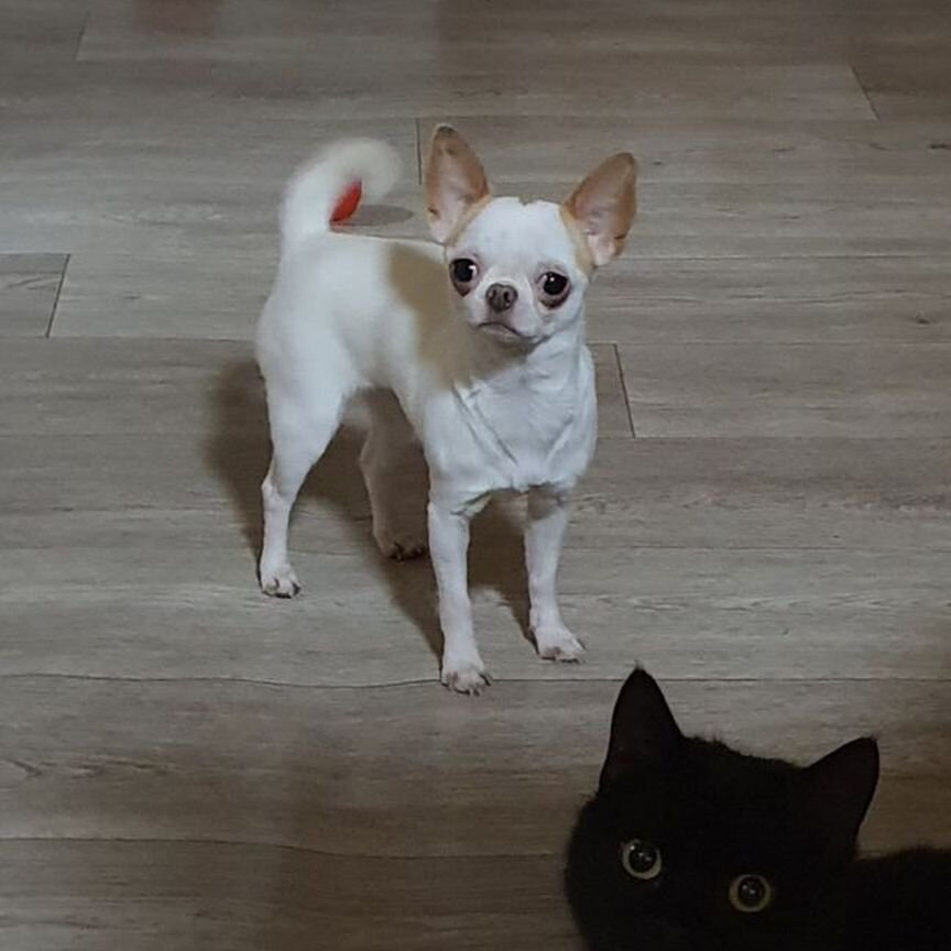 Сука чихуахуа РКФ