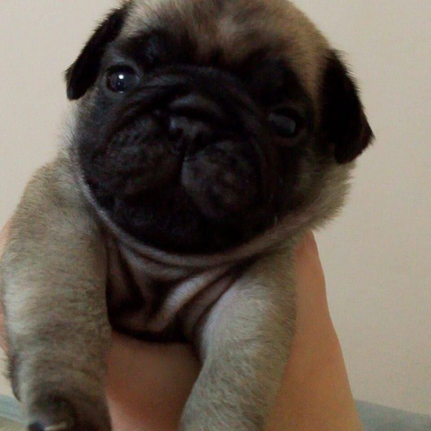 Щенки мопса