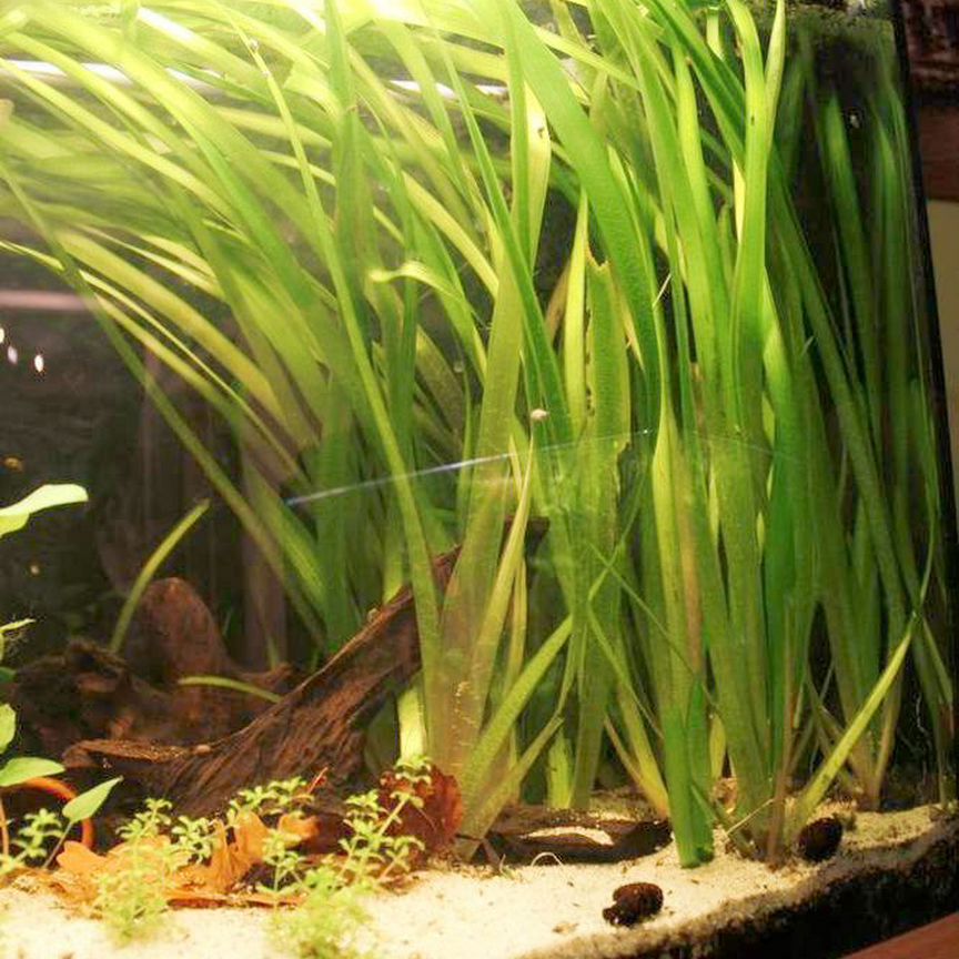 Валиснерия гигантская за шоколадку