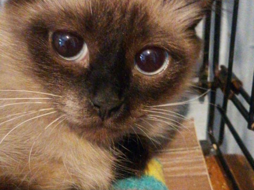 Бедная Кошка Зося невская маскарадная в дар