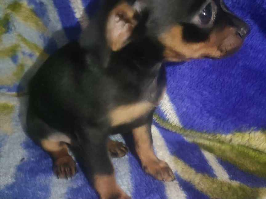 Той-терьер щенки