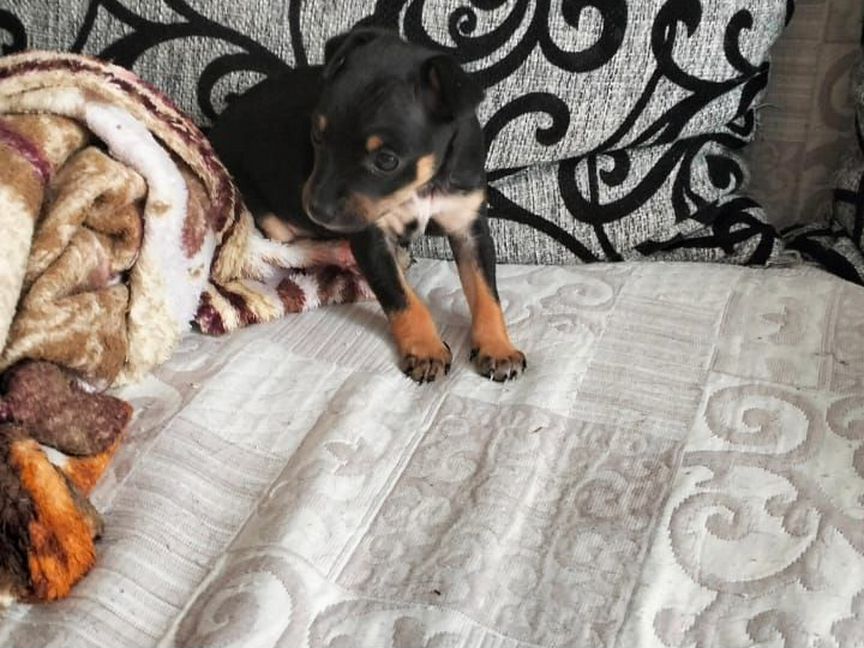 Щенок той терьер