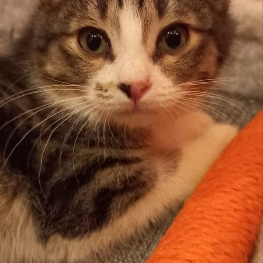 Кошка в добрые руки