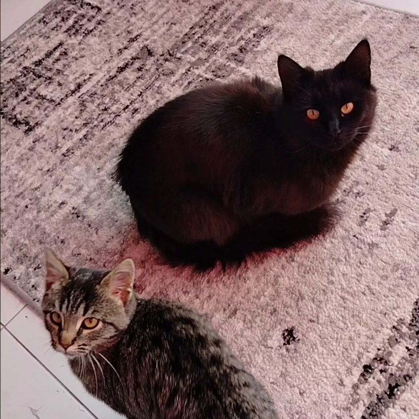 Отдам невероятных кошечек Маму с дочкой