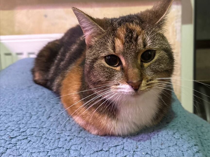 Кошка ищет дом после смерти хозяина