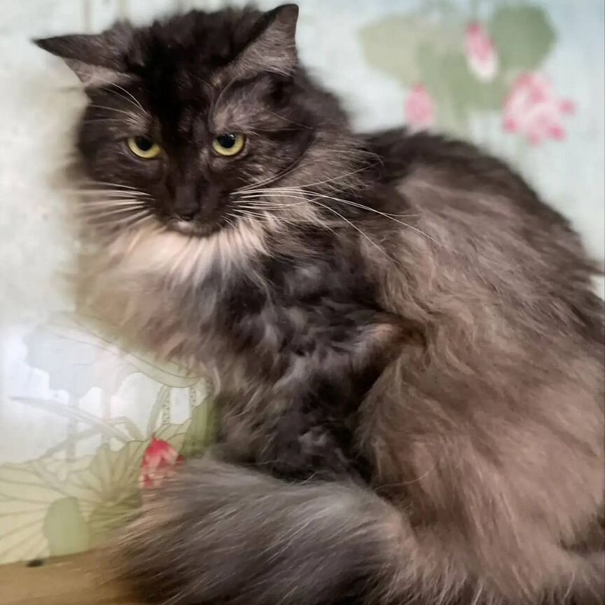 Сибирская, взрослая кошка