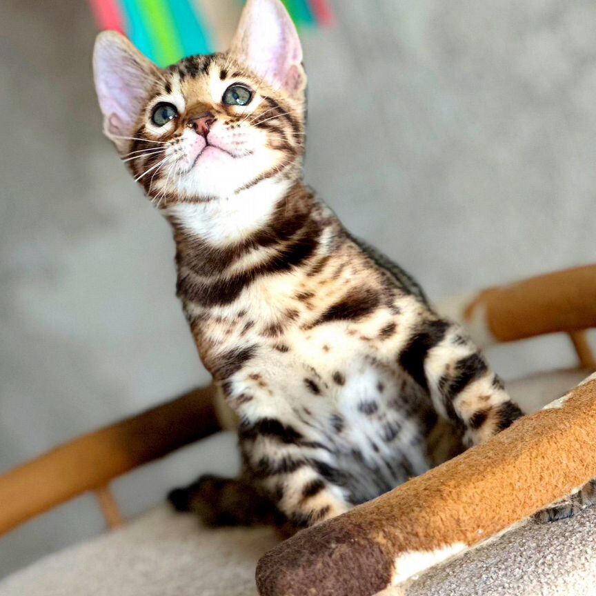 Бенгальские котята