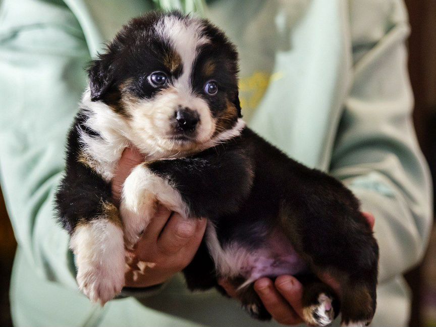 Мальчик миниаусси - черный триколор